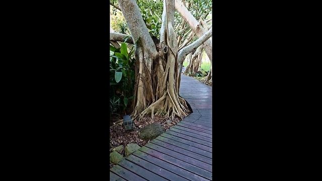 прогулка по Китайскому Хайкоу