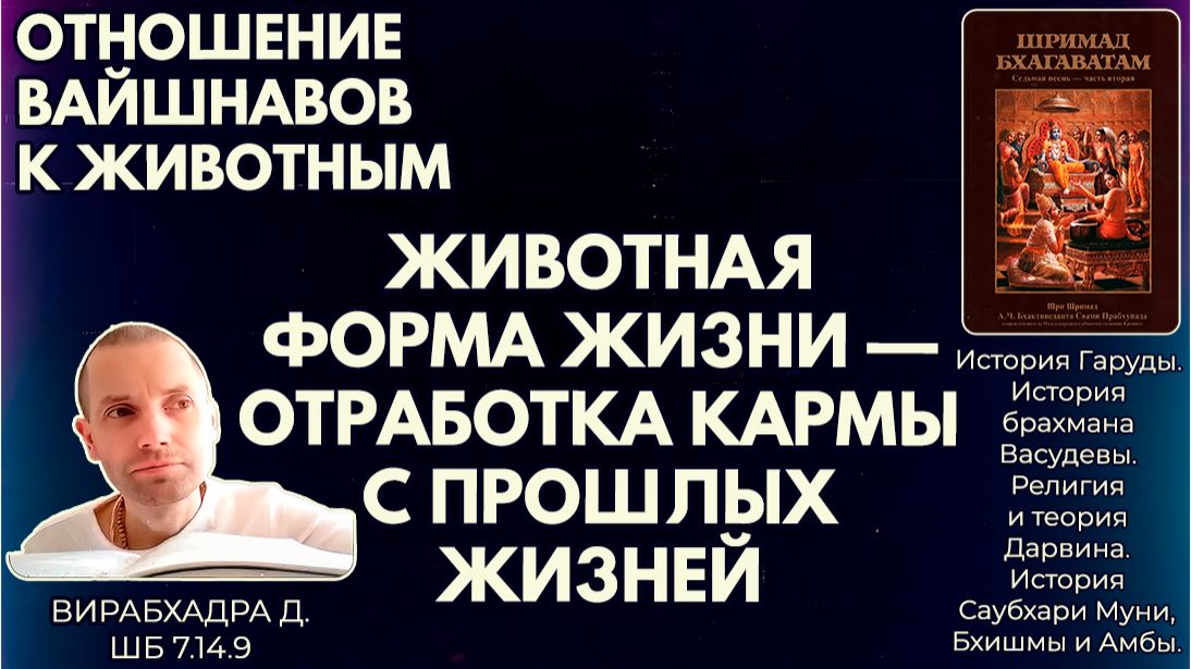 Отношение к животным. Животная форма жизни — отработка кармы с прошлых жизней. Вирабхадра. ШБ7.14.9