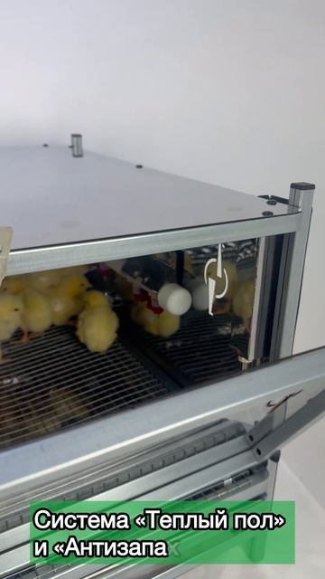 Рамный автоматический брудер для цыплят Премиум 0714