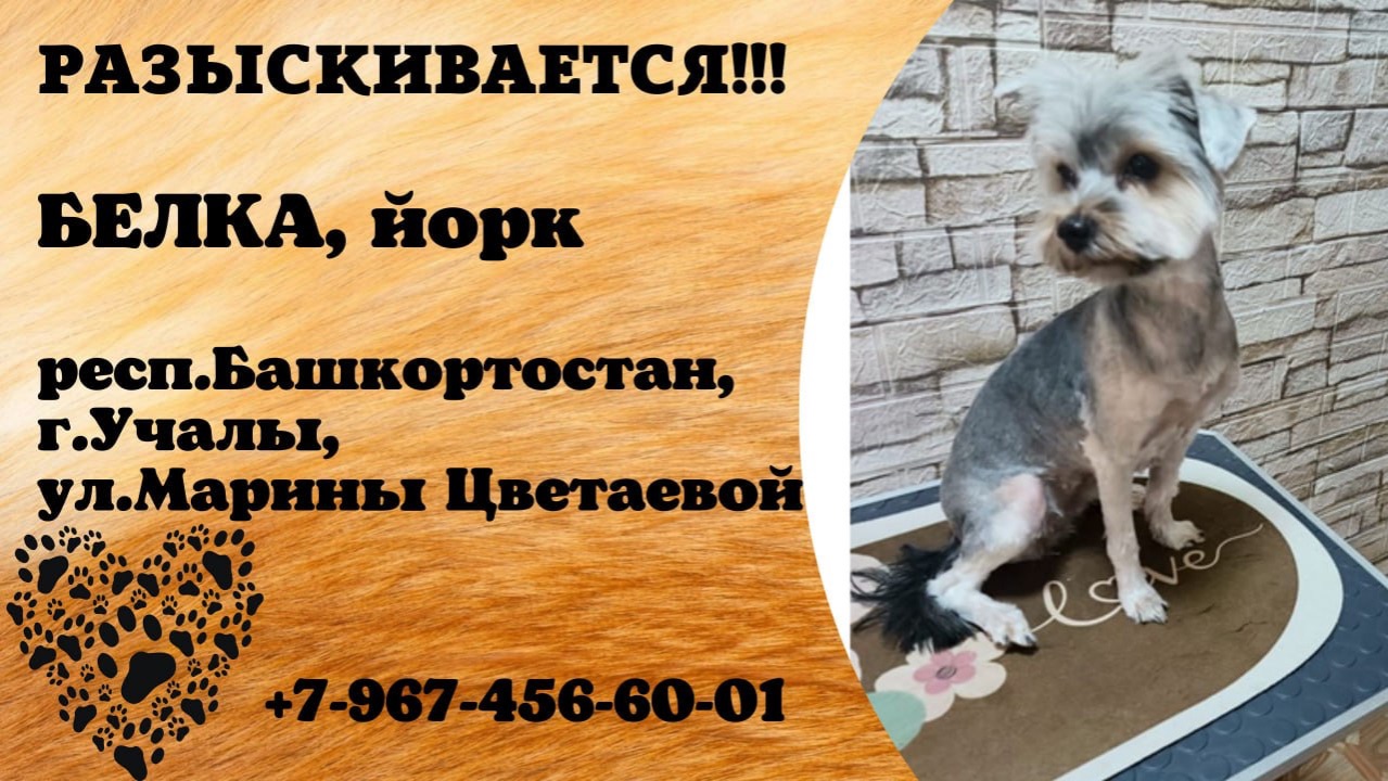 Пропала собака! БЕЛКА, йорк. респ.Башкортостан, г.Учалы.