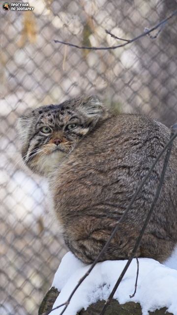 Манул Жора сидит на дереве. Новосибирский зоопарк