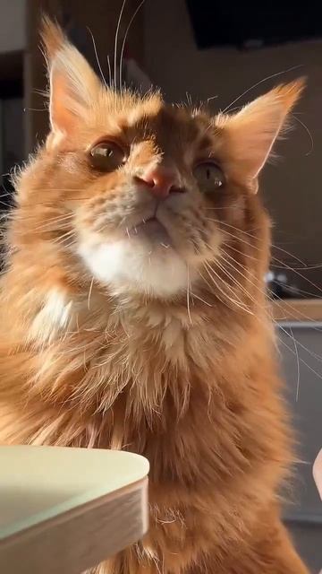 Котик🤣🤣🤣🤣