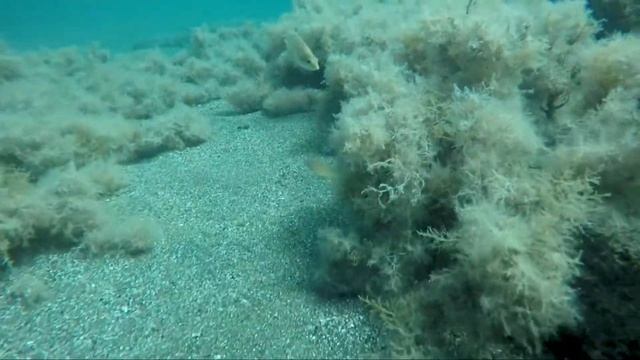 Жизнь одной рыбки. 2020