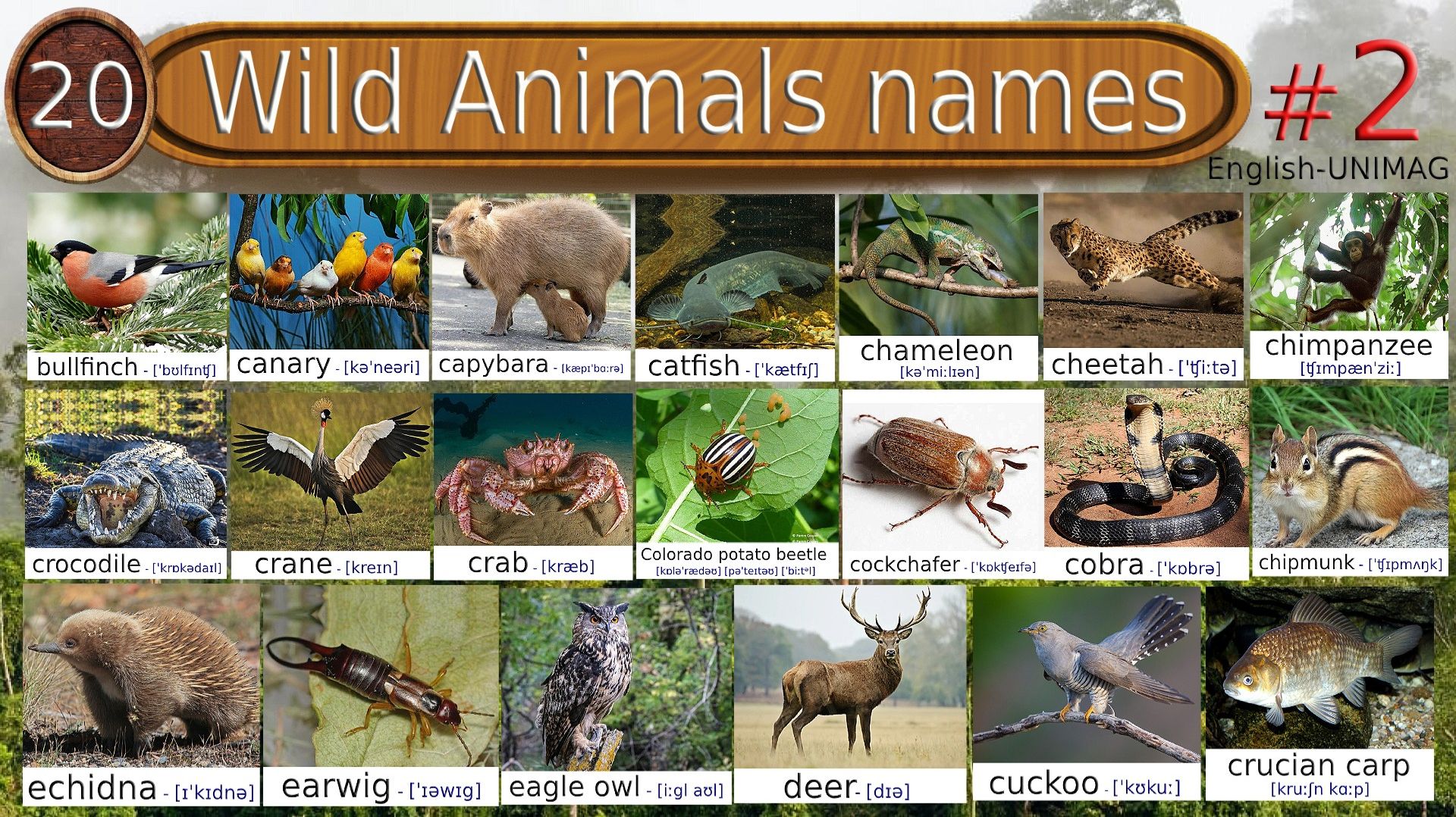 Комплект №2 аудио видео карточек "Wild Animals". Словарный запас, прокачка аудирования, говорения