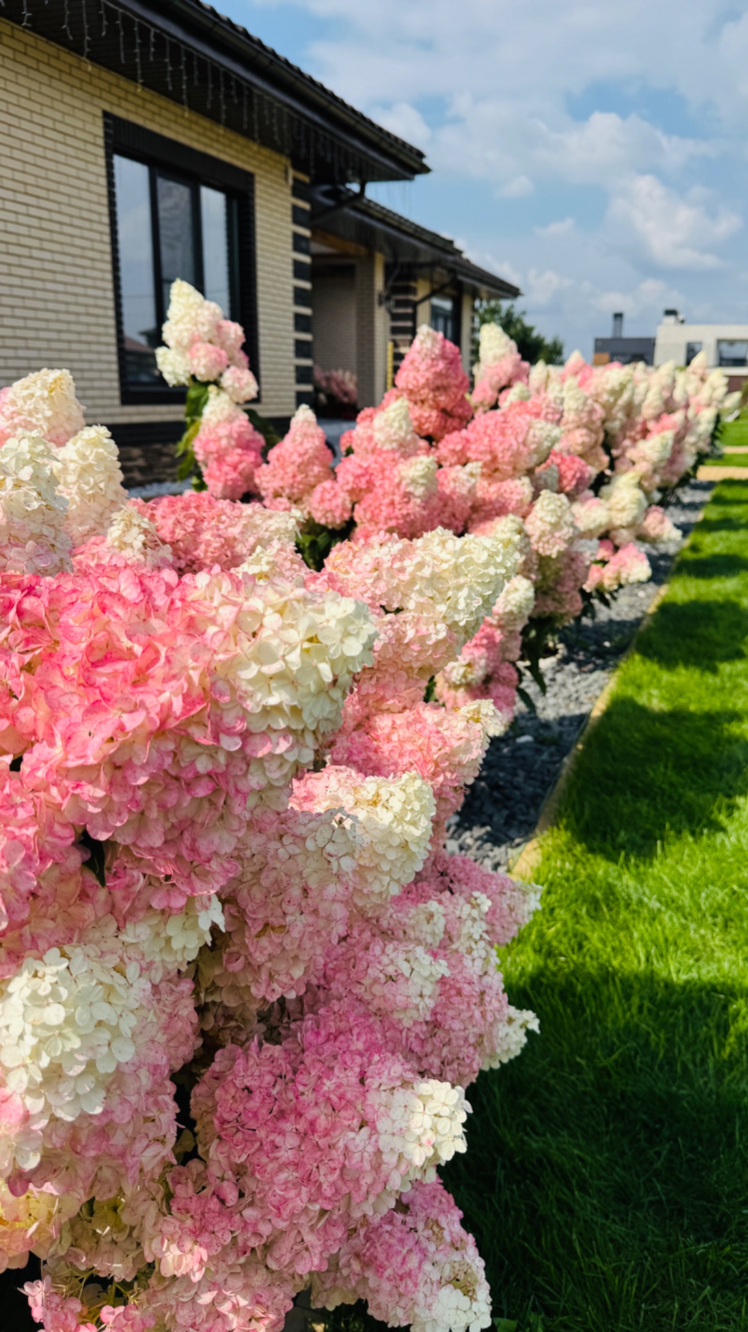 Гортензия метельчатая Ванила Фрайз Vanilla Fraise