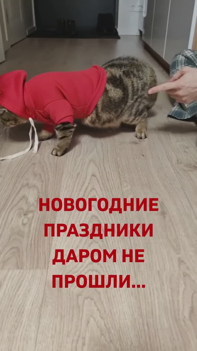 Приколы с котами.Смешное видео.