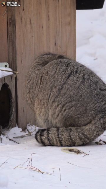 Котенок манула Евы погрел лапки на хвосте и убежал в домик. Новосибирский зоопарк
