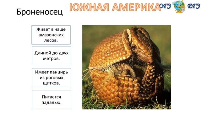 Эндемики Южной Америки