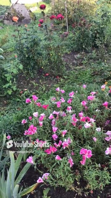 Ленинградская область . Хвойное. 03.09.2024. Цветы на даче, осенние