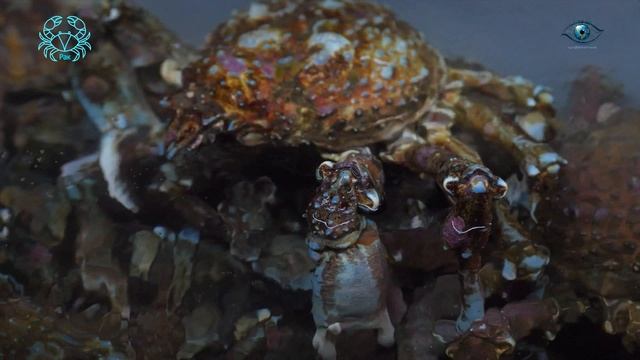 РАКИ прогноз до 2028 года по ЗАТМЕНИЮ #прогноз  #music #astrology #electronicmusic #2026 #new