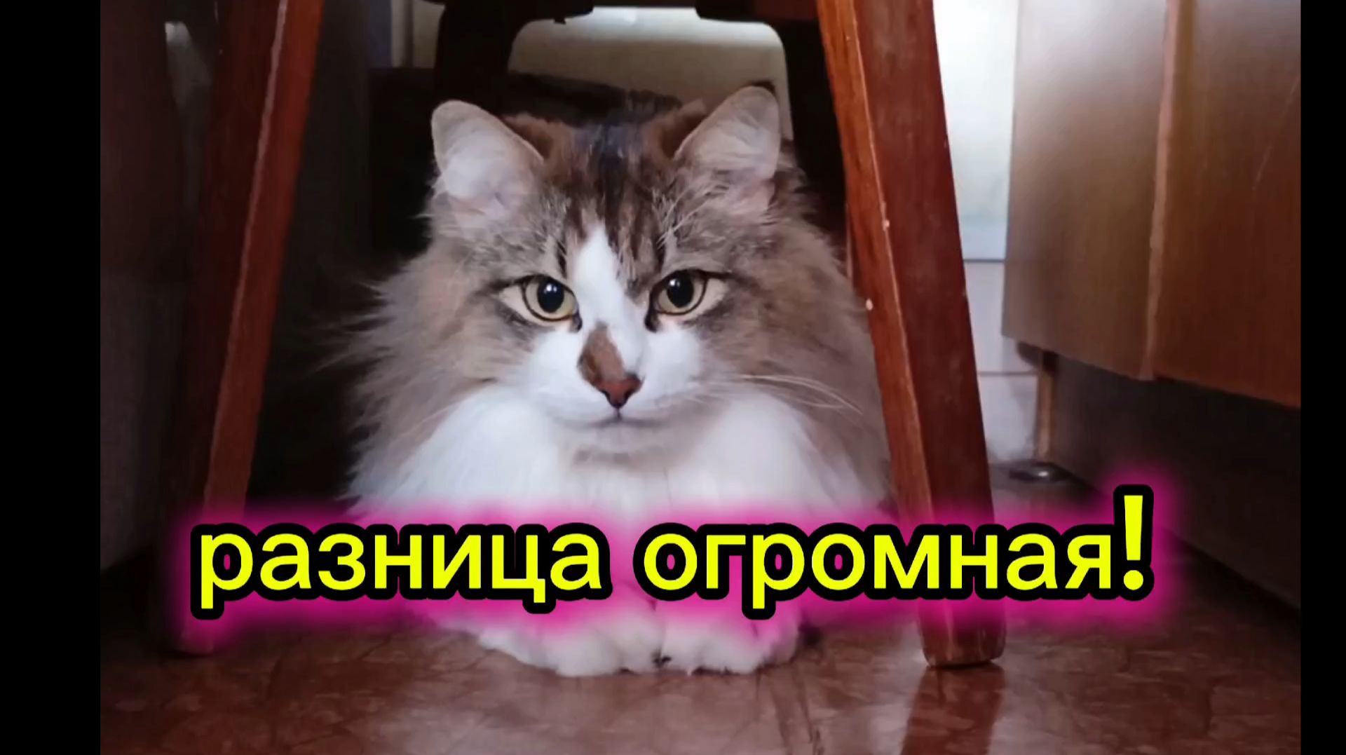 КОШКИ С ОЗВУЧКОЙ.