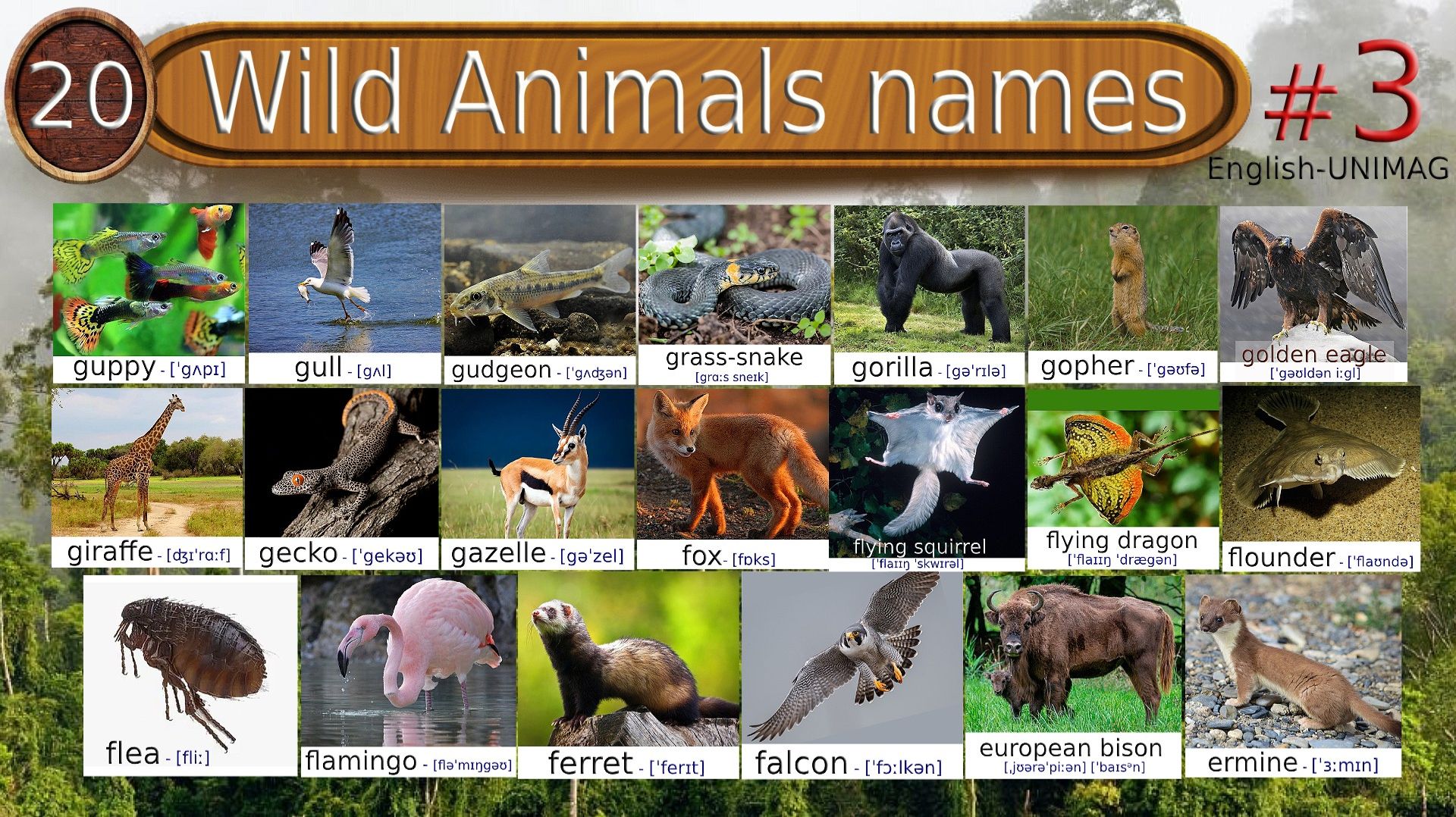 Комплект №3 электронных карточек "Wild Animals". Словарный запас, прокачка аудирования, говорения