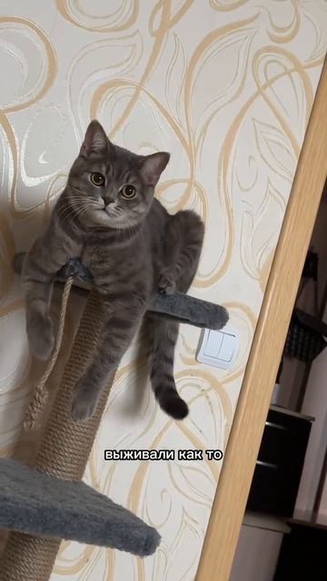 жизнь котиков