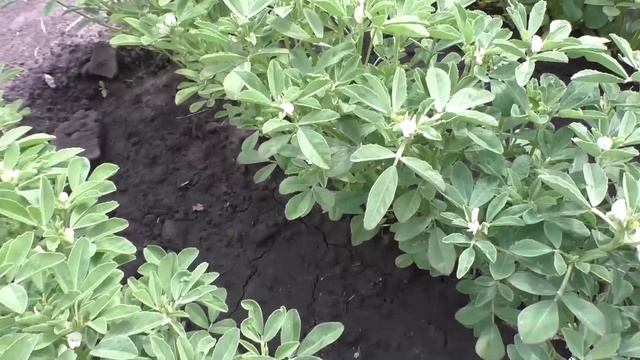 Выращивание пажитника