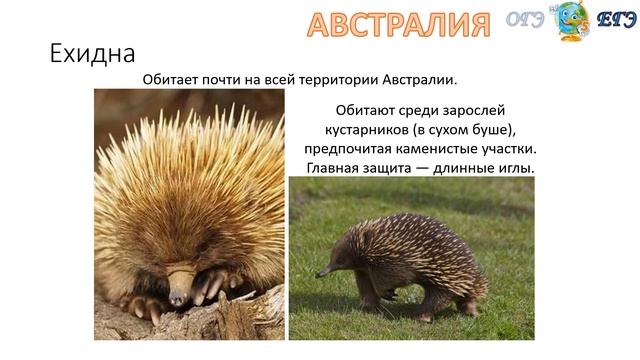 Эндемики Австралии