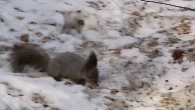 Белочки в бору
