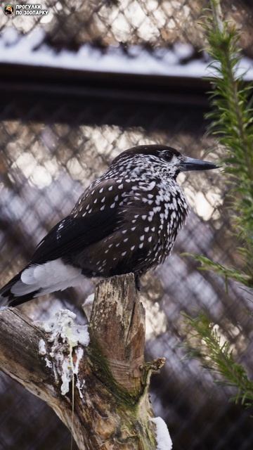 Кедровка. Новосибирский зоопарк
