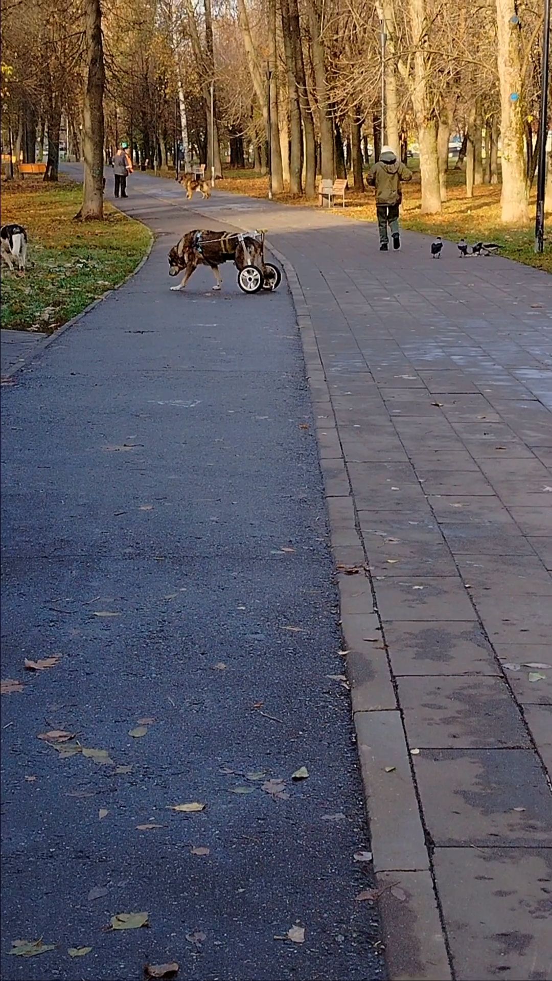 Утренняя прогулка