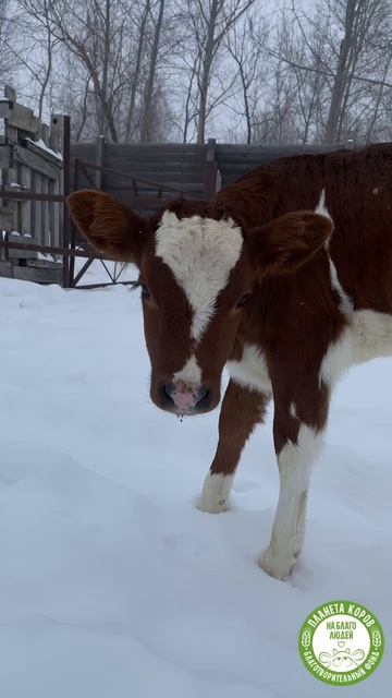 Рудрани и Савита!  Ещё недавно они были крохотными комочками