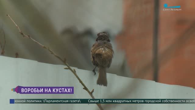 Перепись воробьёв проходит в Петербурге