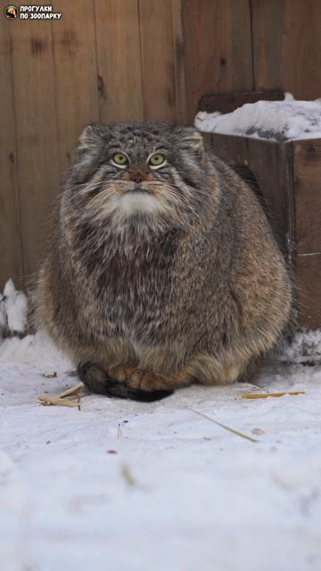 Манул Снежинка ставит лапки на хвост. Новосибирский зоопарк