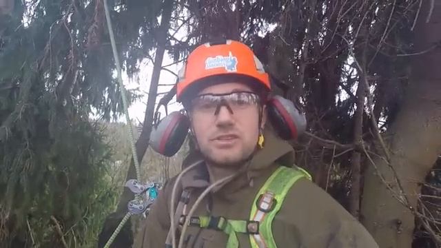 Последствия удаления вершин деревьев