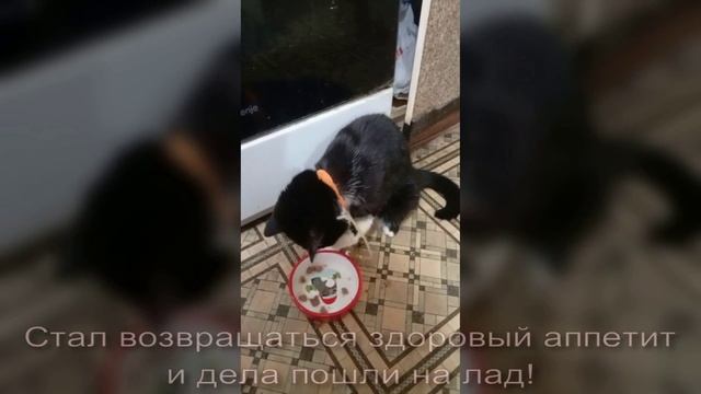 С возвращением, Сильва!