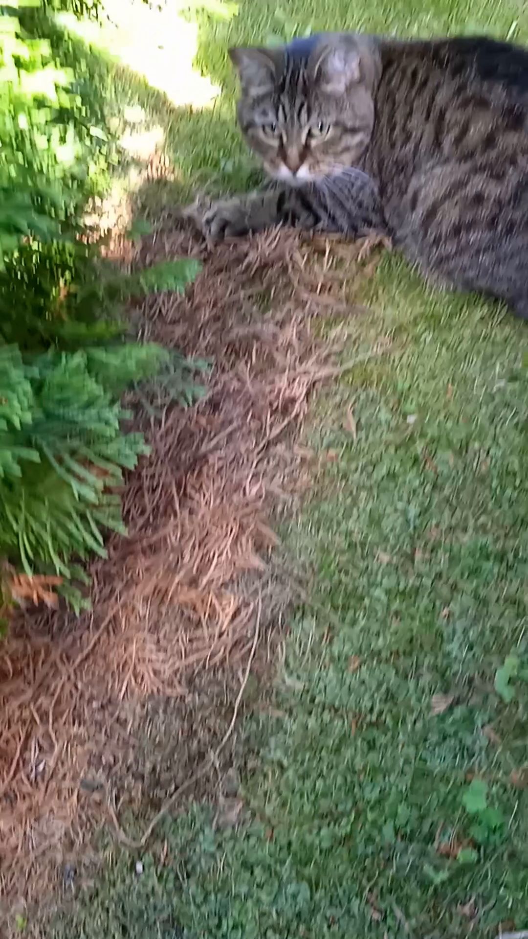 Живая игрушка