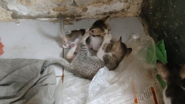 Серьезная битва детворы