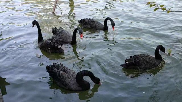 Китай. Город Гуанчжоу. Доступные черные лебеди.