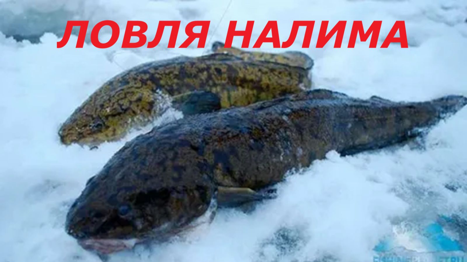 КАК ЛОВИТЬ НАЛИМА в ФЕВРАЛЕ? ТАКТИКИ ЛОВЛИ НАЛИМА на ДОНКИ ЗИМОЙ! СОВЕТЫ для ЛОВЛИ НАЛИМА