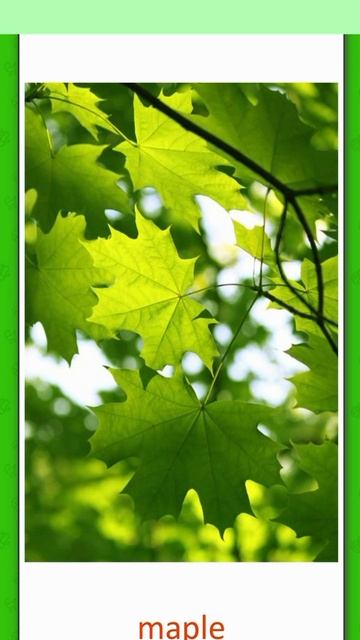 Слова на тему “Trees”