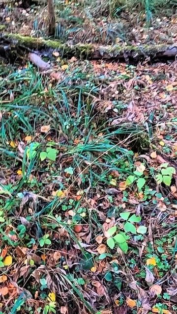 Металлоискатель