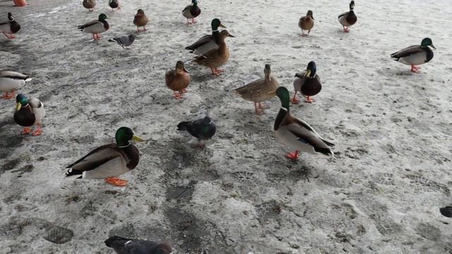 Кемерово - плаваем. И уточки)