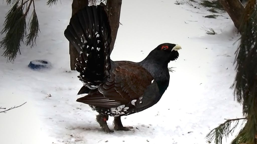 Максимальная бдительность и настороженность у глухаря, который решил полакомиться витаминчиками.