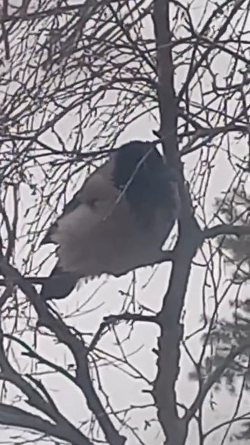 Ворона за окном