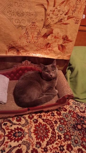 Кот Атос думает о вкусняшках! #shorts #котатос #животные #котдумает #атос