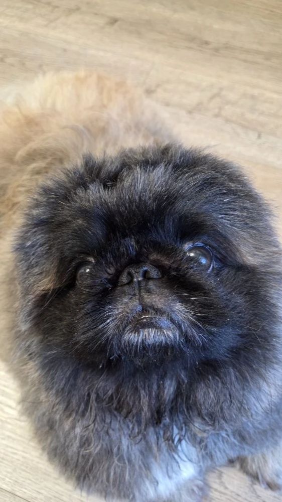 Пекинес Дендик ждёт угощения