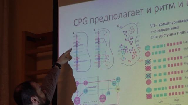 6. Сгибательный/перекрестный разгибательный рефлекс, мышечные синергии / Кружок сумасшедших
