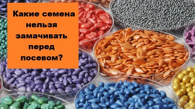 Какие семена нельзя замачивать перед посевом?