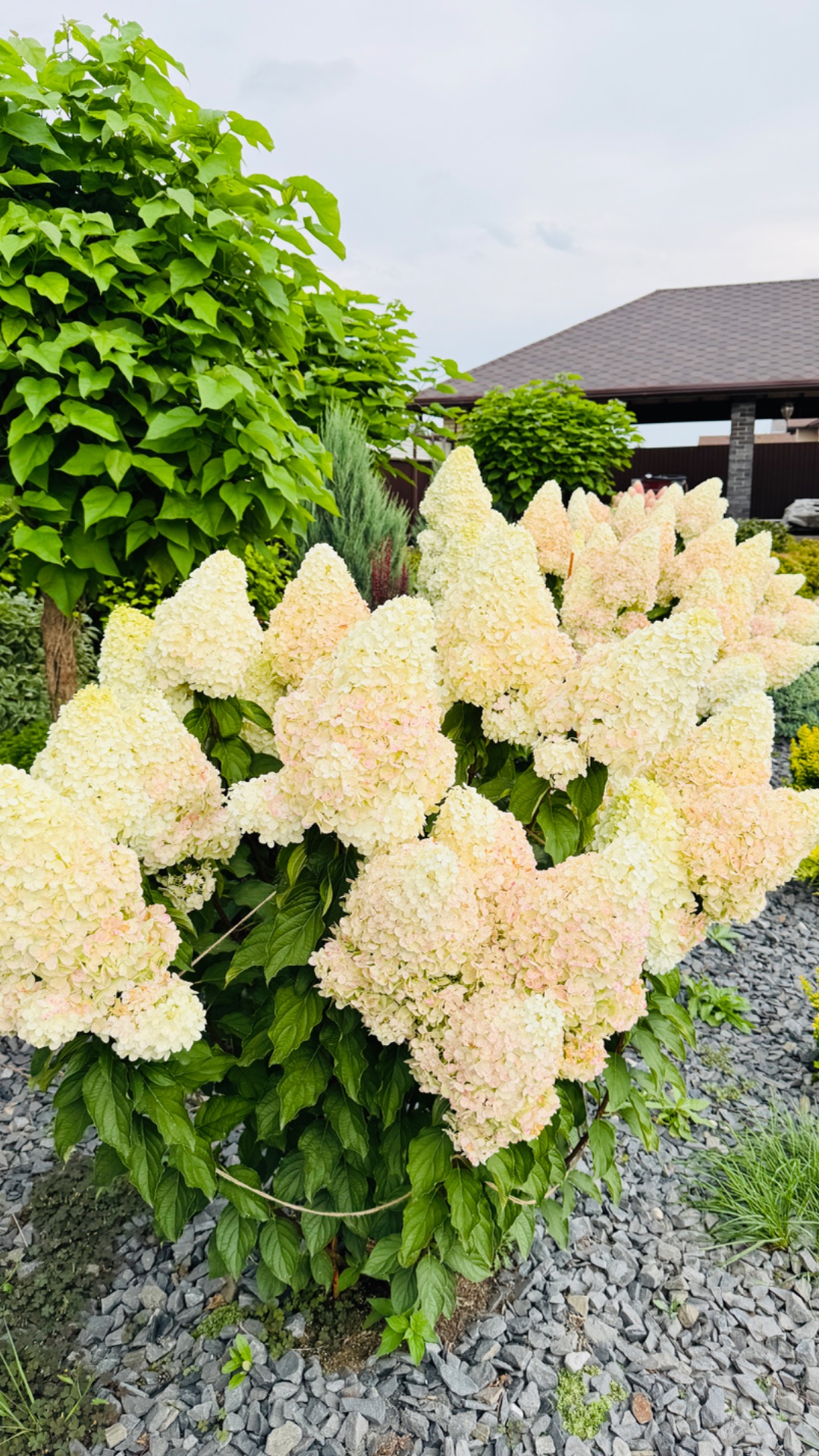 Гортензия метельчатая Белый Медведь