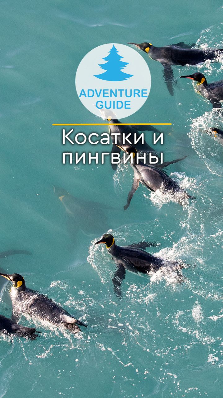 Косатки и пингвины крупным планом