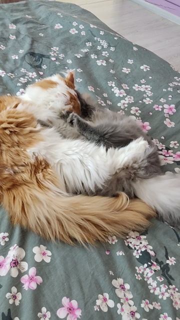 Коты развлекаются