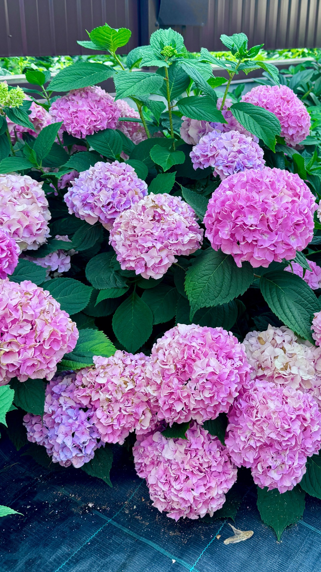 Крупнолистная гортензия Endless summer original blue