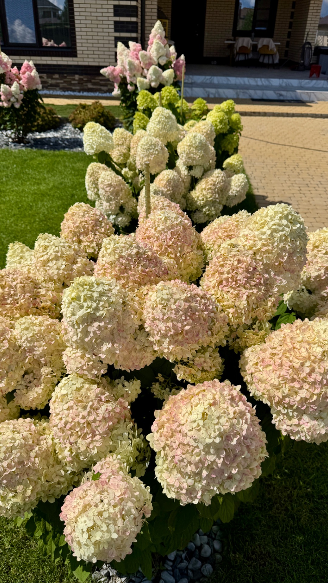 Гортензия Лайм Лайт начало окрашивания