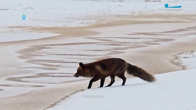 Мелодичная песня малиновки, дерзкий лисовин и самый маленький дятел России