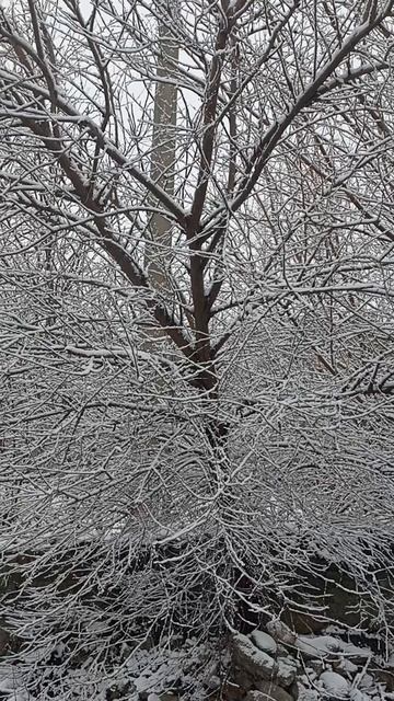 Необыкновенная зима в Рустави (Грузия) 11.02.2026