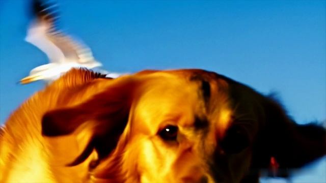 Веселые собакены бегают по пляжу. Для хорошего настроения.