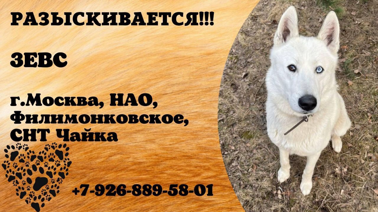 Пропала собака! ЗЕВС. г. Москва,  НАО, Филимоновское, СНТ Чайка