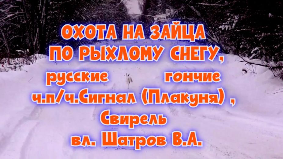 ОХОТА НА ЗАЙЦА ПО РЫХЛОМУ СНЕГУ, гончие ч.п/ч.Сигнал (Плакуня) , Свирель  вл. Шатров В.А.#hunting